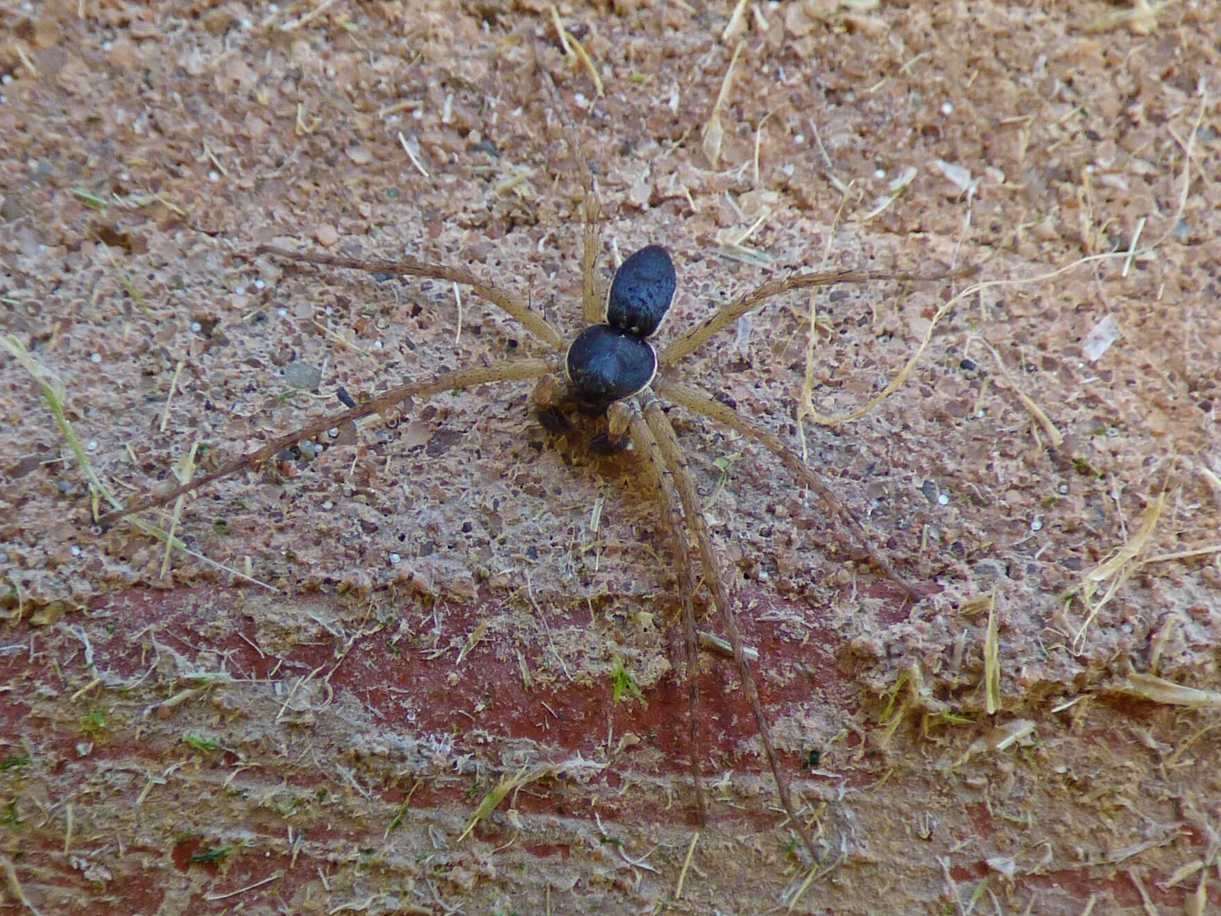 Silson - Pigment Organelles in Colour-Changing Crab Spiders